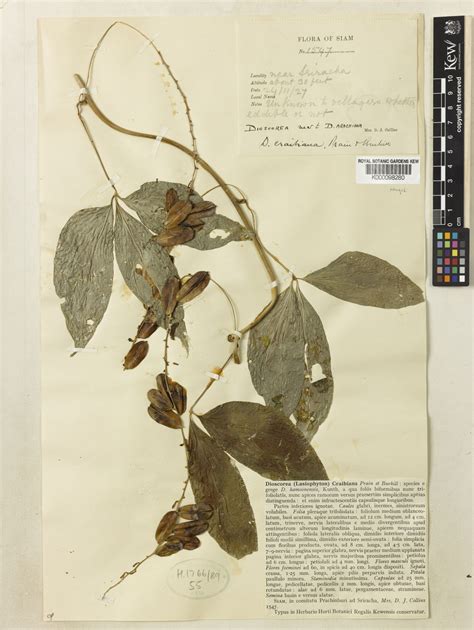 Dioscorea Craibiana Prain And Burkill Plants Of The World Online Kew