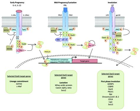 Jak Stat3 Signaling Pathway