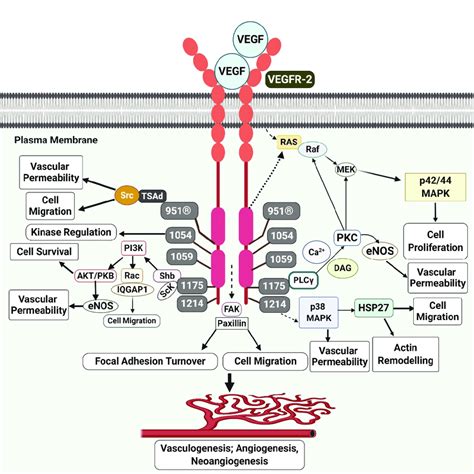 Vegfr 2 Signaling Cascades And Its Role In Cancer Fak Focal Adhesion