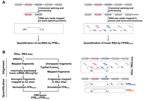 a computational pipeline for direct circular and linear rna expression