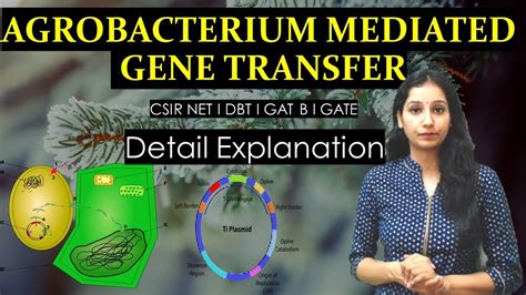 Agrobacterium Tumefaciens Mediated Gene Transfer I Rdt I Dbt I Gat B I