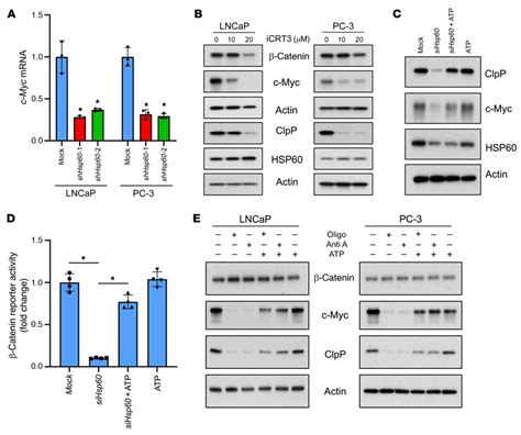 Hsp60 Regulates C Myc Expression Via The β Catenin Pathway A