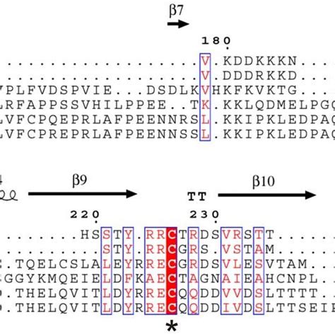 thioesterase sequence alignments structure based sequence alignment of