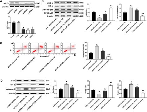 Rno Mir 30c 5p Promoted The Apoptosis And Activated Nf κb Pathway In