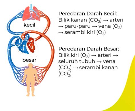 Gambar Proses Peredaran Darah 54 Koleksi Gambar