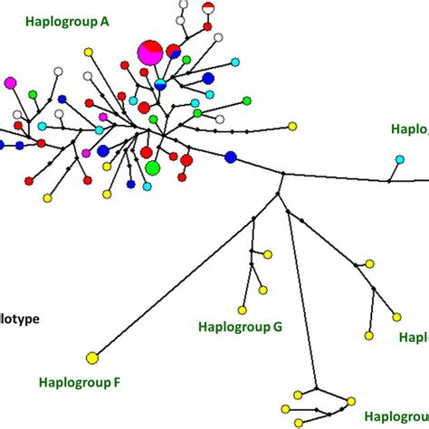 Median Joining Network Of Mtdna Control Region Haplotypes Derived From