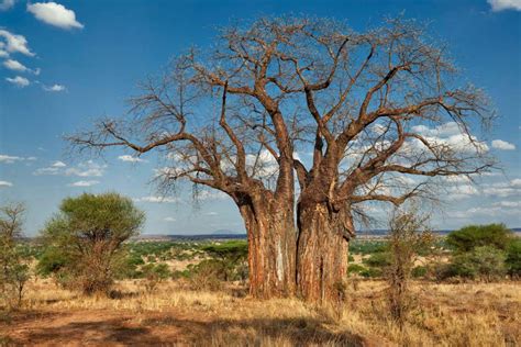 How Domesticating The African Baobab Tree Could Secure Its Future New