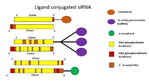 Schematic Illustration Of Ligand Conjugated Sirna Download
