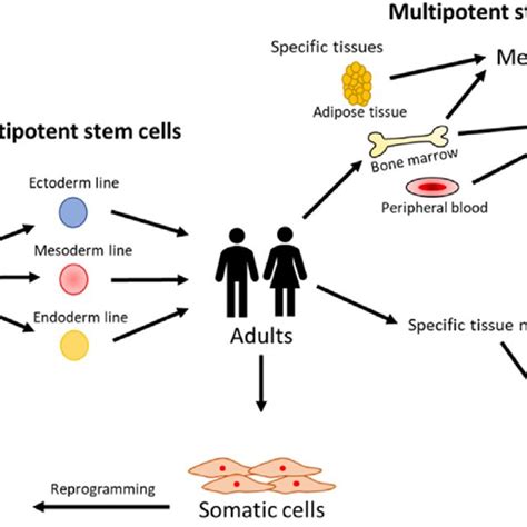 A Schematic Representation Of Various Sources Of Stem Cells And Their