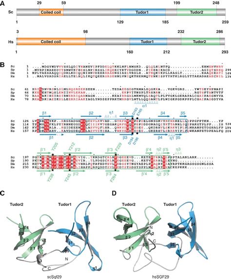 Crystal Structures Of Human And Yeast Sgf29 Tandem Tudor Domains A