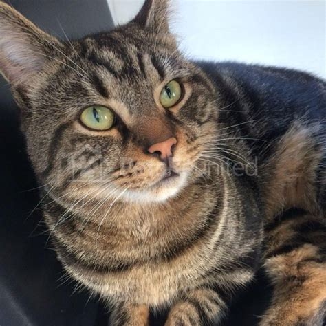 lost cat tabby cat called jimmy kingston upon thames