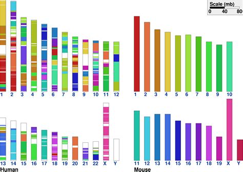 Genome Rearrangement