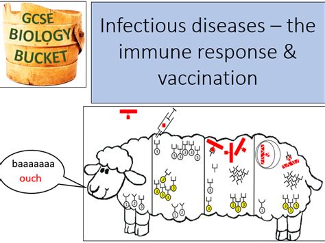 Aqa Gcse Biology Infectious Diseases The Immune System And Vaccination