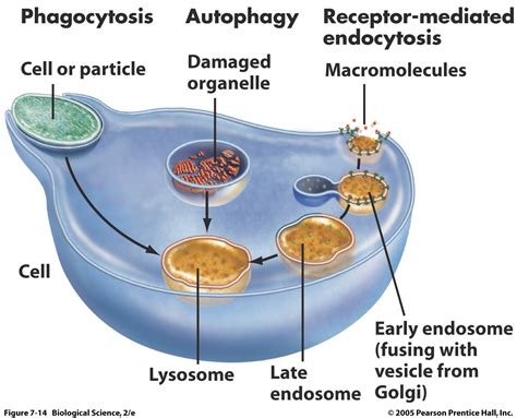 Biology Pictures The Role Of Lysosome