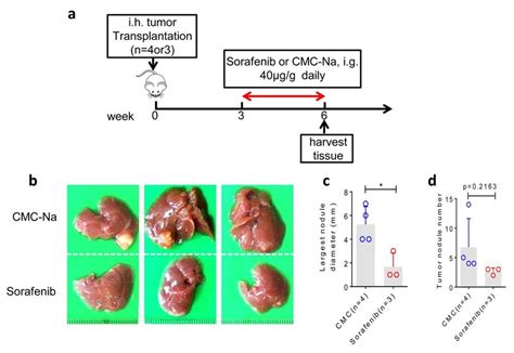 Transferred Nk Cells Suppresses Tumor Growth In Orthotopic Tumor Model