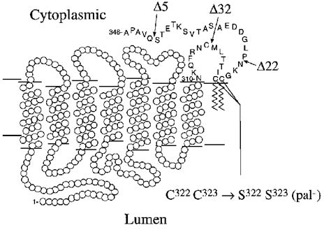 Rhodopsin Topology Showing Cooh Terminal Mutant Constructs Used To