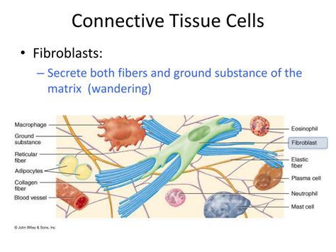 Ppt Connective Tissue Powerpoint Presentation Free Download Id 1974907