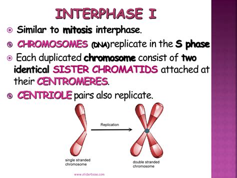 Reduction Division Presentation Biology