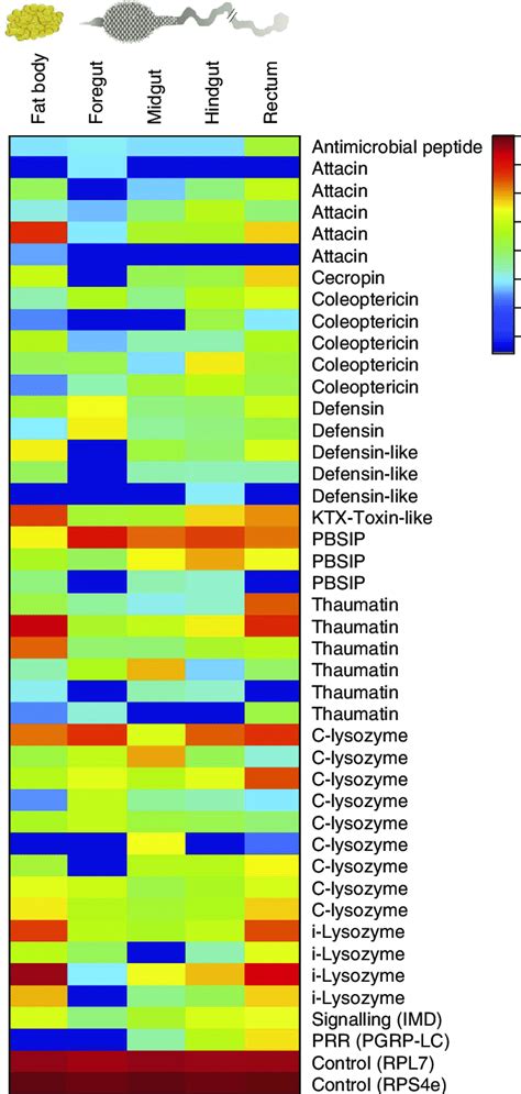 Relative Gene Expression Levels Of Amps And Lysozymes In N
