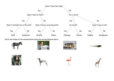 using sorting branch diagrams full lesson by megaalex66 teaching