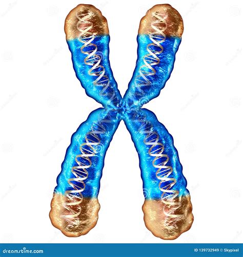 Telomere Concept Isolated Stock Illustration Illustration Of