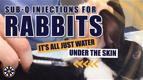 Subcutaneous Injections For Rabbits Youtube