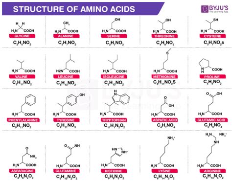 20 Essential Amino Acid Structures