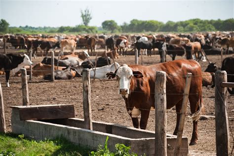 Report Highlights Sustainability Progress In Livestock Production Vet