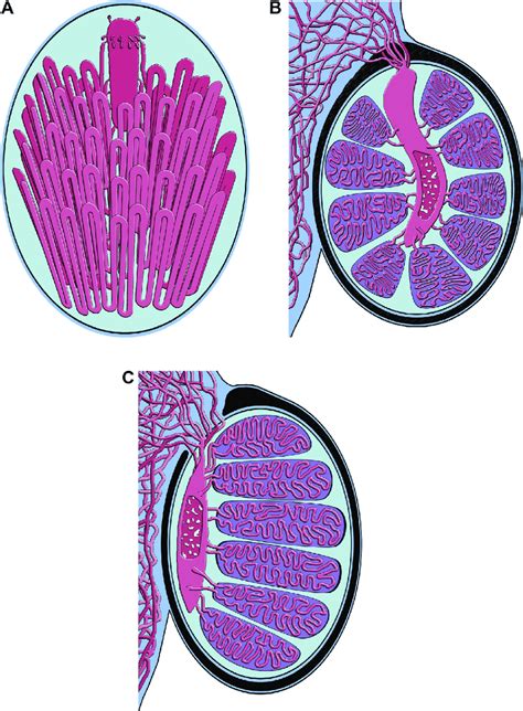 6 The Organization Of Tubules And The Position Of The Rete Testis