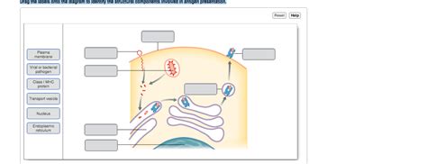 Drag The Labels Onto The Diagram To Identify The Part