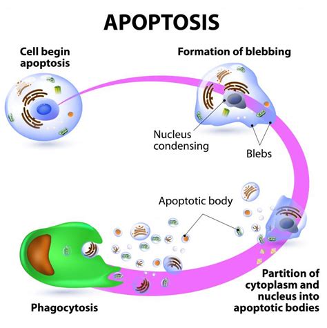 What Is Cell Cycle Arrest With Picture
