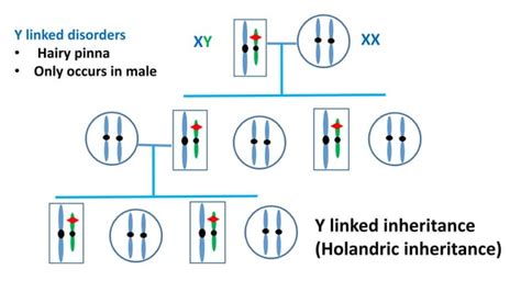 Modes Of Autosomal And Sex Linked Inheritance