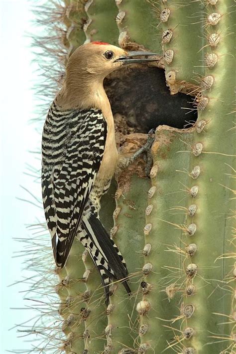 Pin On Birds