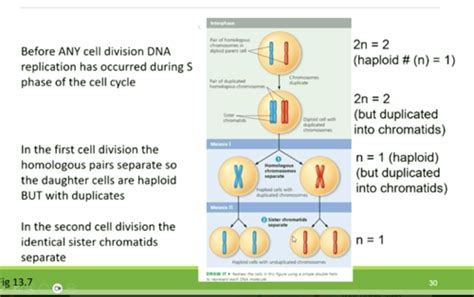 M9 Meiosis And Sexual Reproduction Flashcards Quizlet