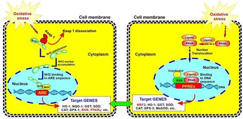 Schematic Representation Of Crosstalk Between Nrf2 And Pparγ Pathways
