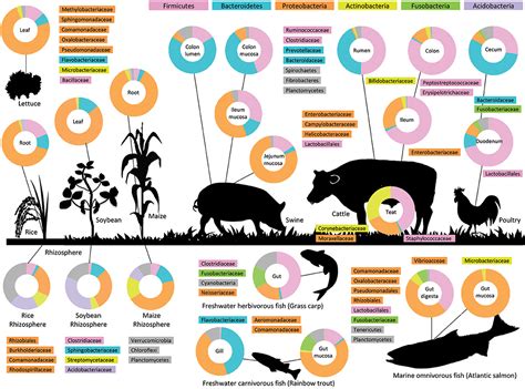 Frontiers Gut Microbiota And Their Role In Health And 46 Off