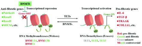 Dna Methylation Modifications Regulate Fibrosis Related Genes Involved