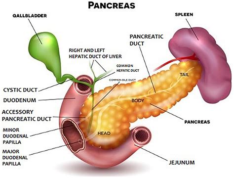 Frontiers Pancreas—its Functions Disorders And Physiological Impact