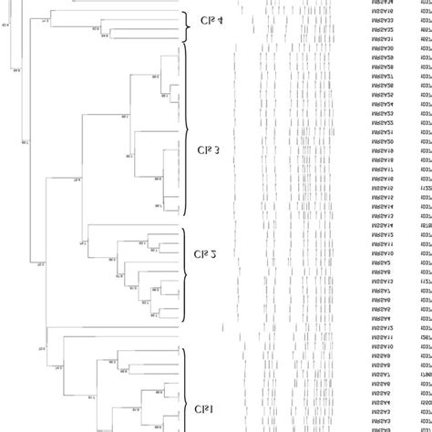 Dendrogram Of Pfge Smai Profiles Of The 56 Mrsa And Mssa Strains From