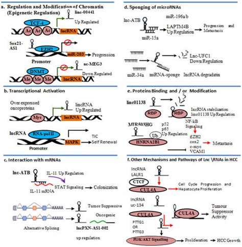 Bioengineering Free Full Text Function Of The Long Noncoding Rnas