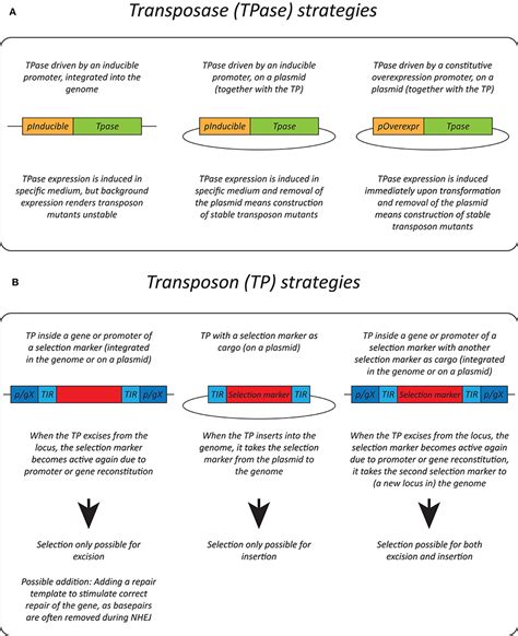 frontiers hijacking transposable elements for saturation mutagenesis