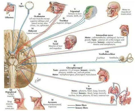 Cranial Nerves Cranial Nerves Human Body Science Anatomy And Physiology