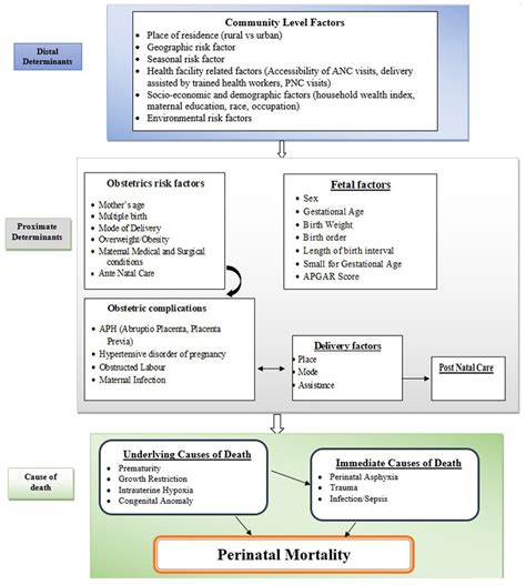 Conceptual Framework For Causes And Risk Factors Of Perinatal