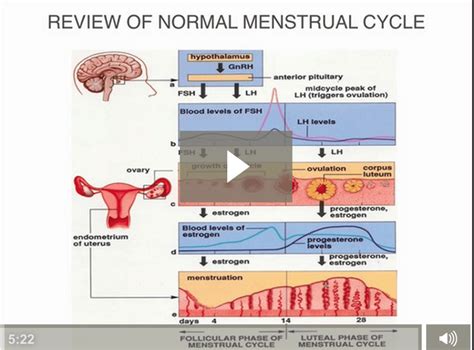 How To Balance Your Hormones Planet Naturopath