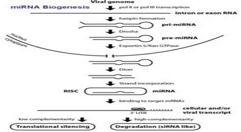 Figure 1 From In Silico Identification Of Mirnas And Their Target