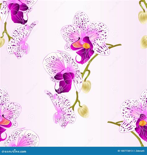 Seamless Texture Purple And White Orchid Stem Phalaenopsis Beautiful