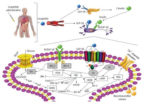 Gut Brain Connection The Neuroprotective Effects Of The Anti Diabetic