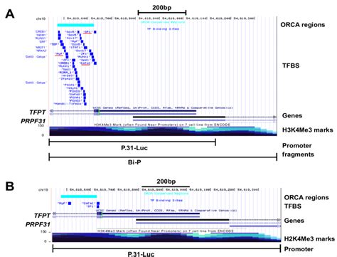Evolutionary Conserved Transcription Factor Binding Sites Tfbs In The