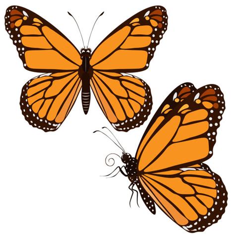 7 500 Monarch Butterfly Stock Illustrations Royalty Free Vector