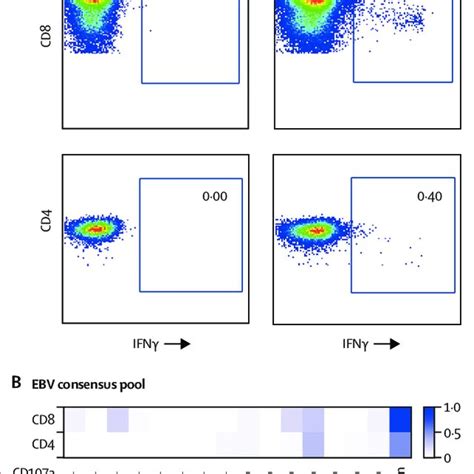 Ebv Specific T Cell Responses Representative Fluorescence Activated